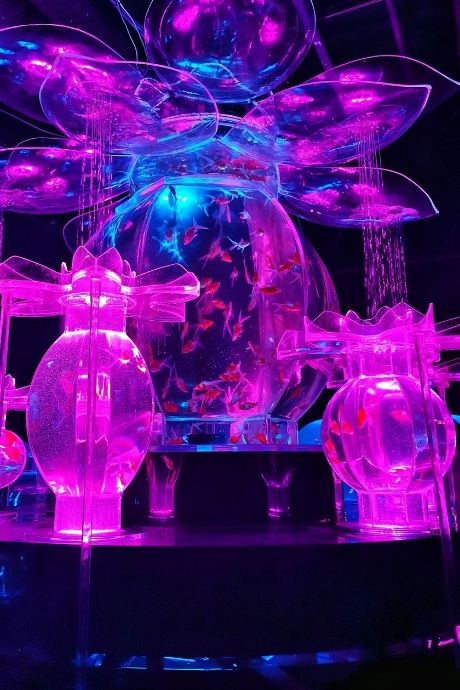 Art Aquarium Ginza Guide: Explore Japan's Modern Aquatic Display